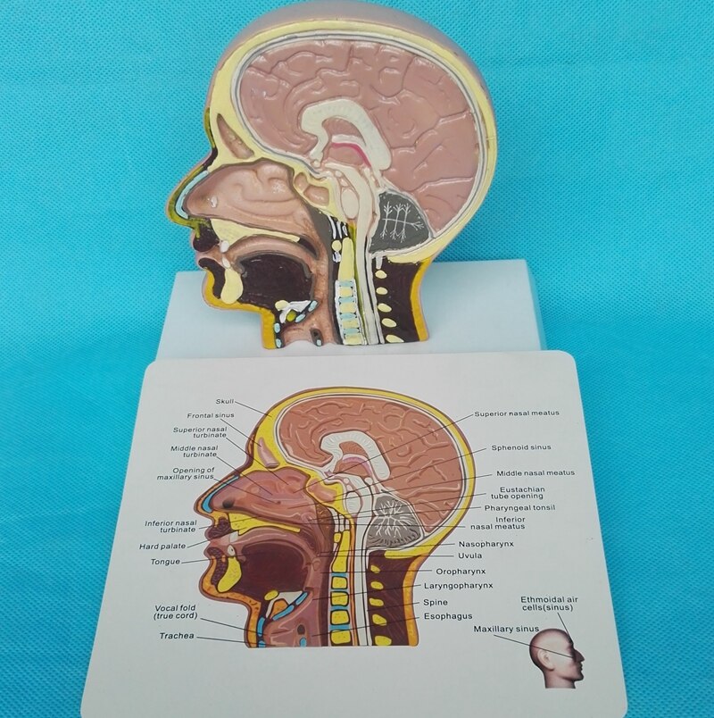 Menselijke Schedel Model Hoofd Oorheelkunde Anatom... – Grandado