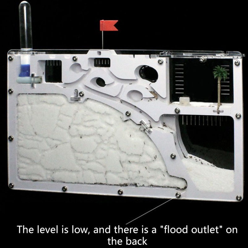 Ant Farm Spacious Habitat Ant Nest Insect Box with... – Grandado