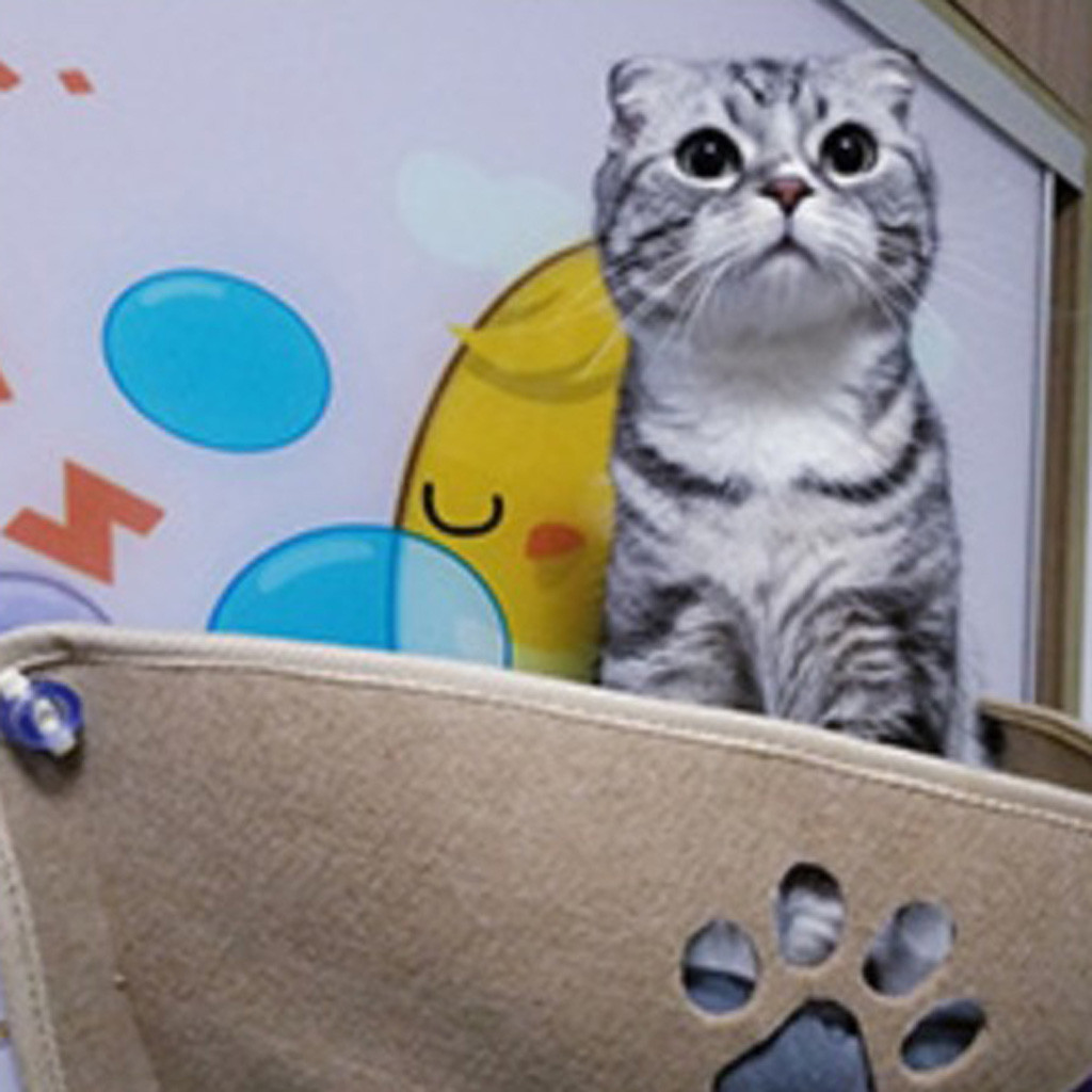 Cat Window Pod Suction Cup Dogs Pet Deep Sleep Cat... – Grandado