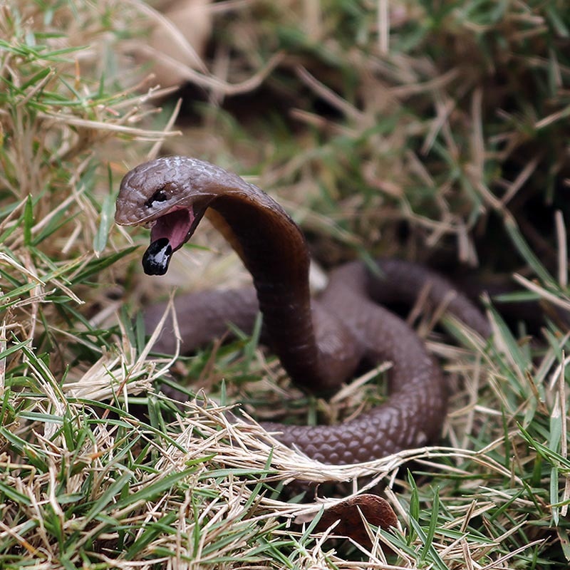 Solid Simulation Wildlife Snake Toy King Cobra Sma... – Vicedeal