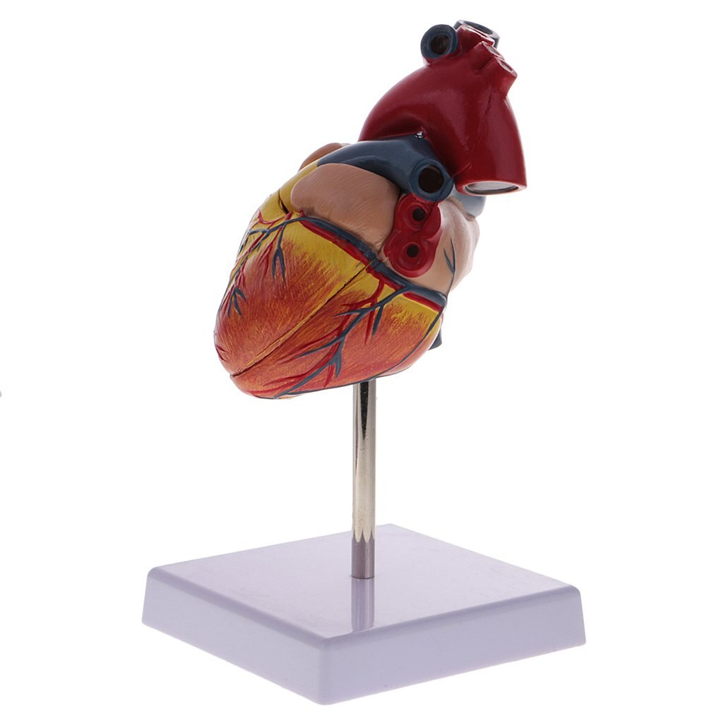 1: 1 Human Heart Organ Model Removable 2 Parts Ana... – Grandado