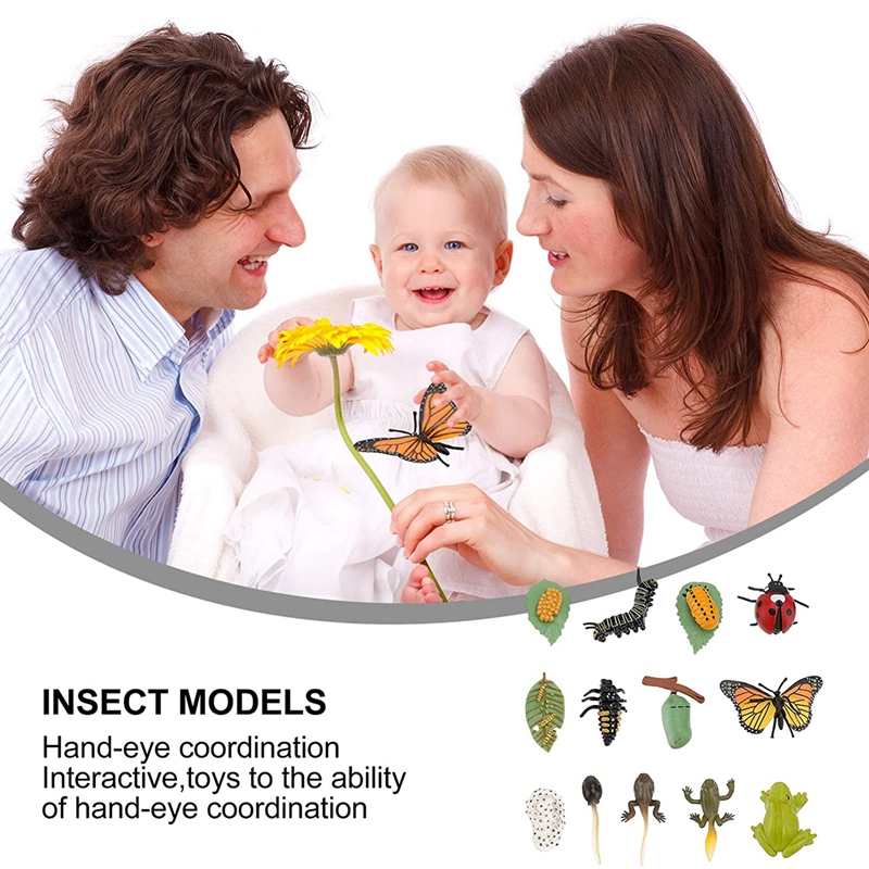 3 Sets Insect Figurines Life Cycle of Butterfly Fr... – Grandado
