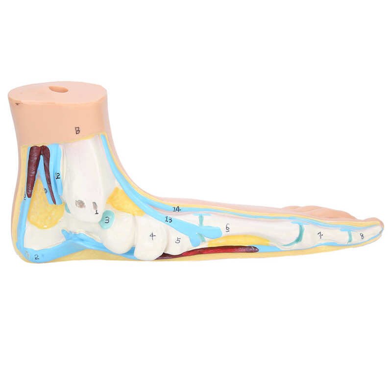 Foot Model Human Foot Palm Muscle Model Arch Foot ... – Grandado
