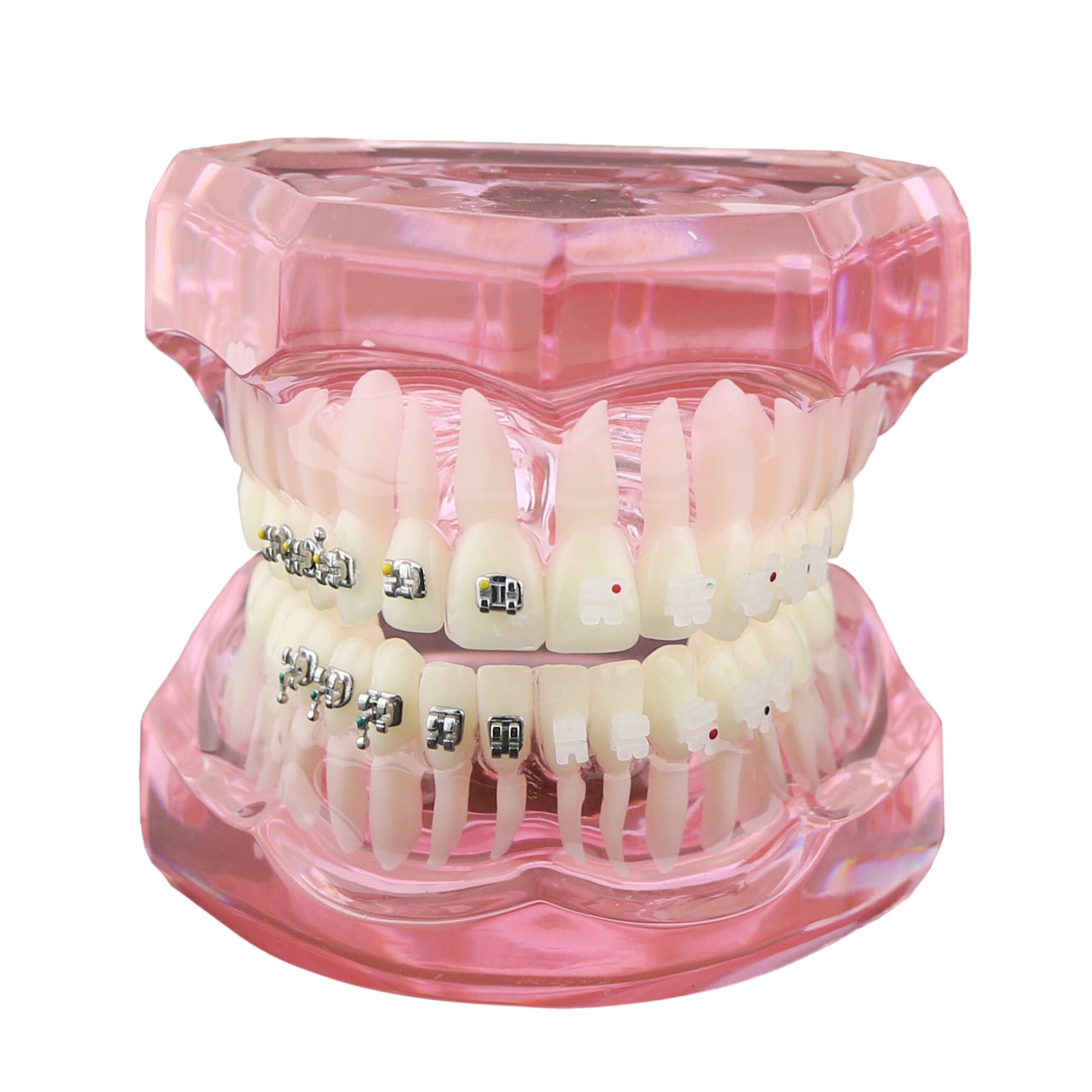 Dental Orthodontic Teeth Model M3003 Pink Typodont... – Vicedeal Dental Orthodontic Teeth Model M3003 Pink Typodont... – Vicedeal