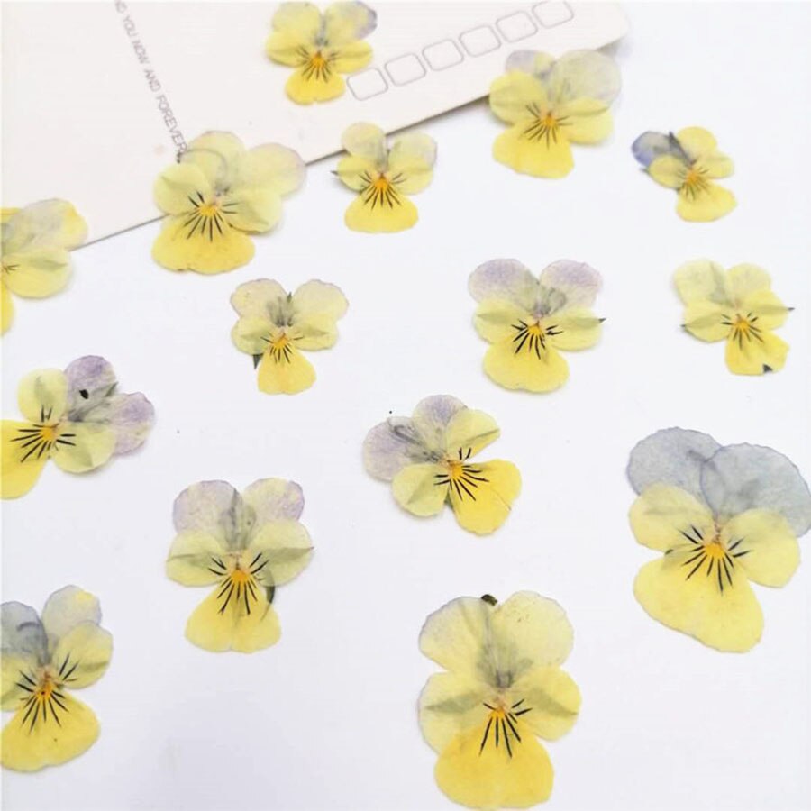 60pcs Pressed Dried Pansy Viola Tricolor L. Flower... – Vicedeal