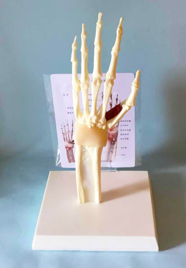 1:1 hand joint with muscle bond ligament nerve mod... – Vicedeal