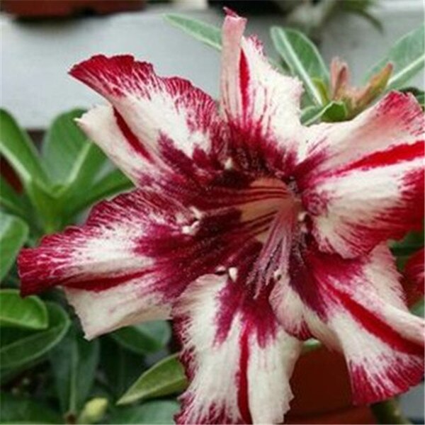 More clicks to enter Plant flowers fruit VIP plant... – Grandado