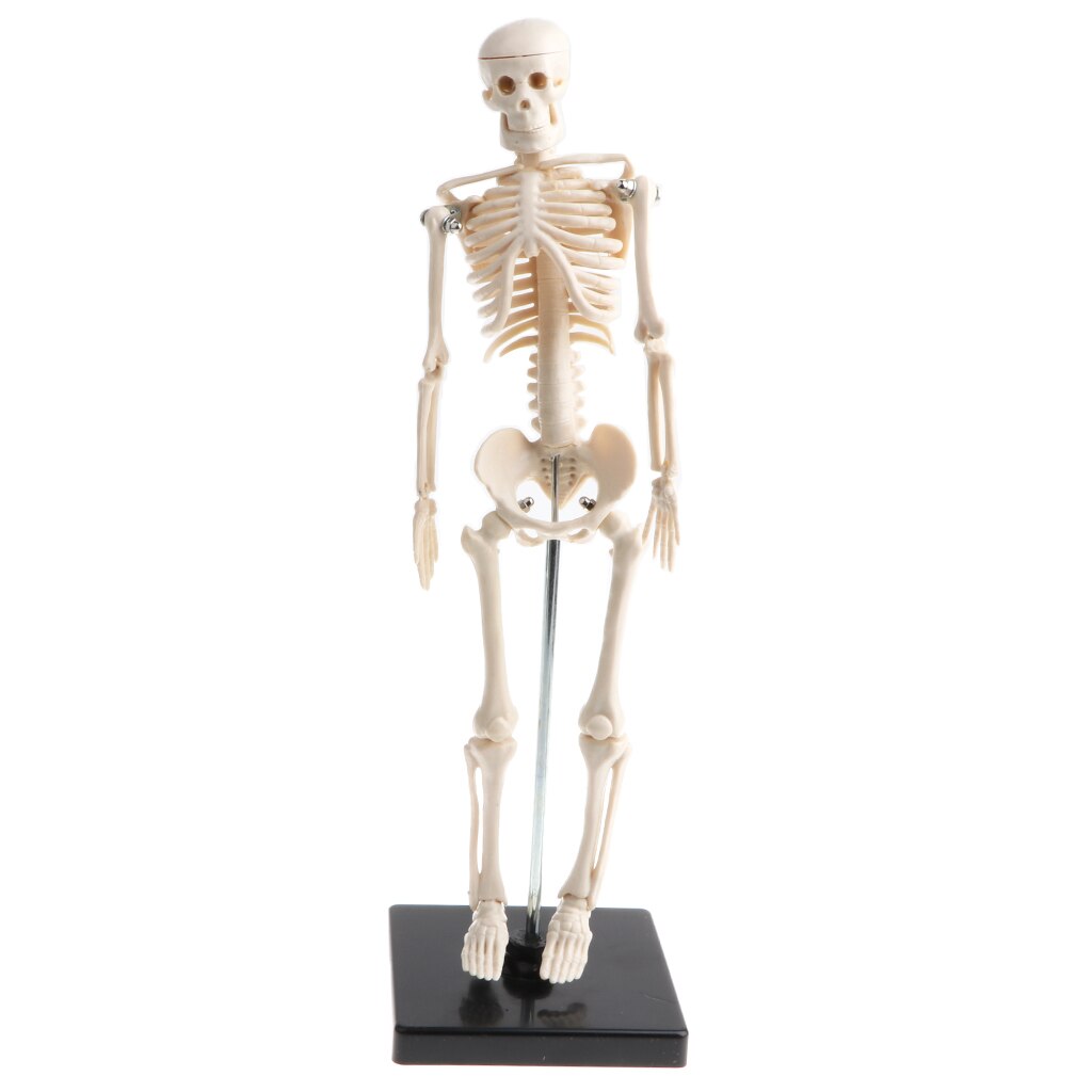 Human Children Body Skeleton Model on Base, 42CM T... – Grandado