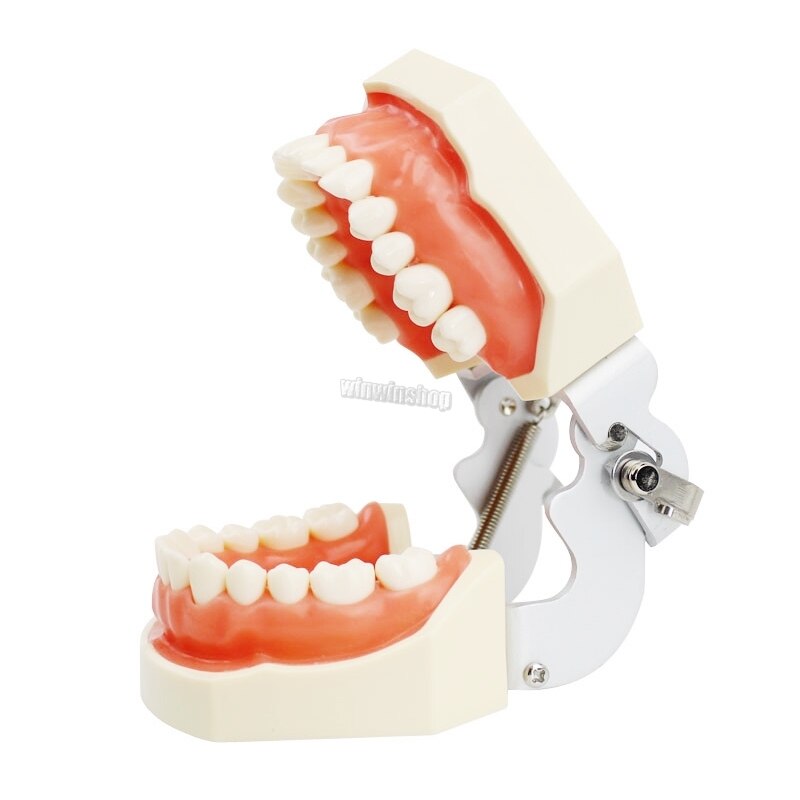 Dental Teaching Model Teeth model gum Standard Mod... – Vicedeal