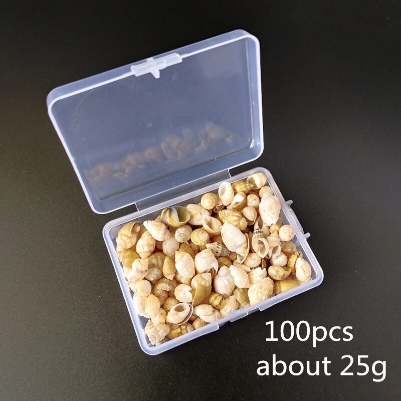 Natural Shell 1-3cm 1 BOX Natural Conch Shells Min... – Vicedeal