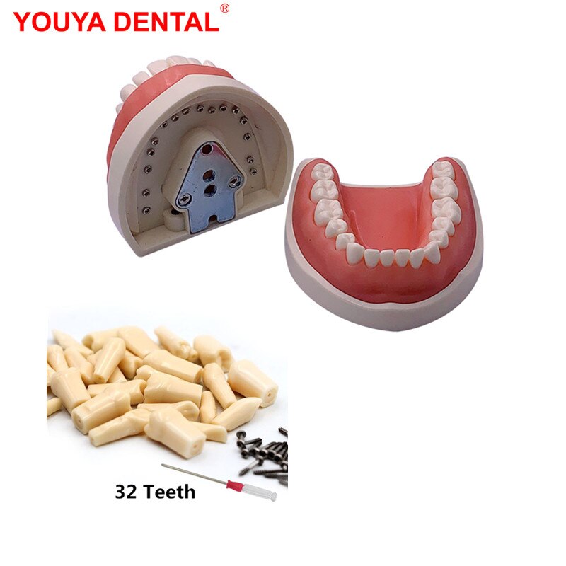 Dental Model Teeth Teaching Model With Gum Removab... – Grandado