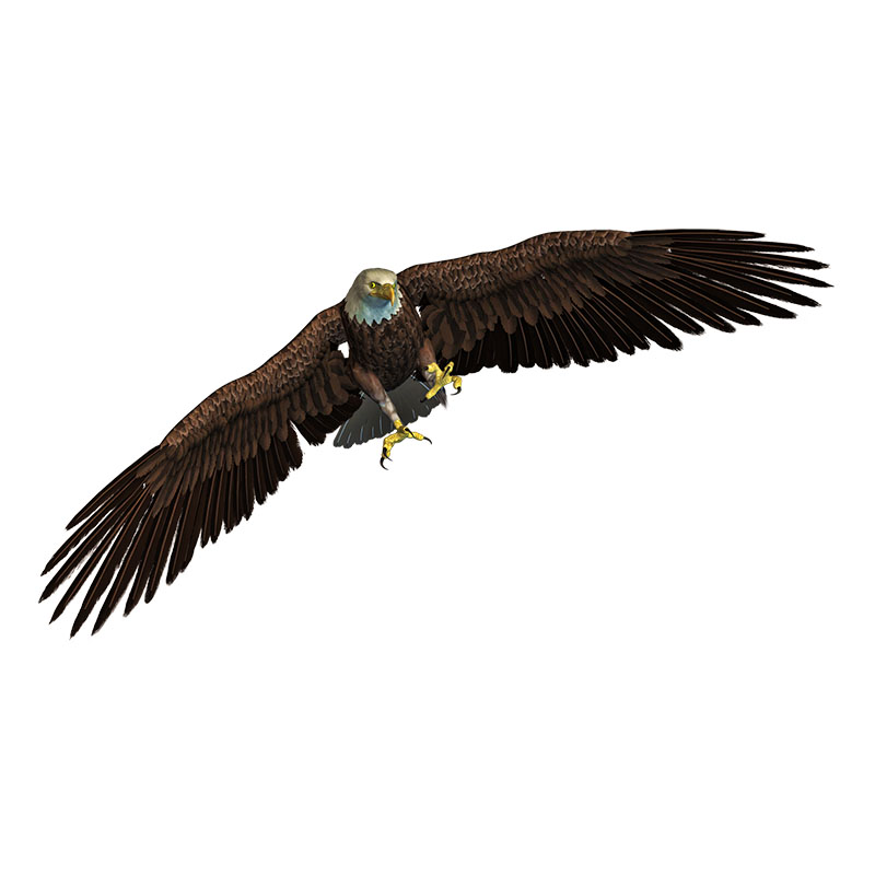 Kolme ratalia qc499 eagles cleaved the sky tarroj... – Grandado