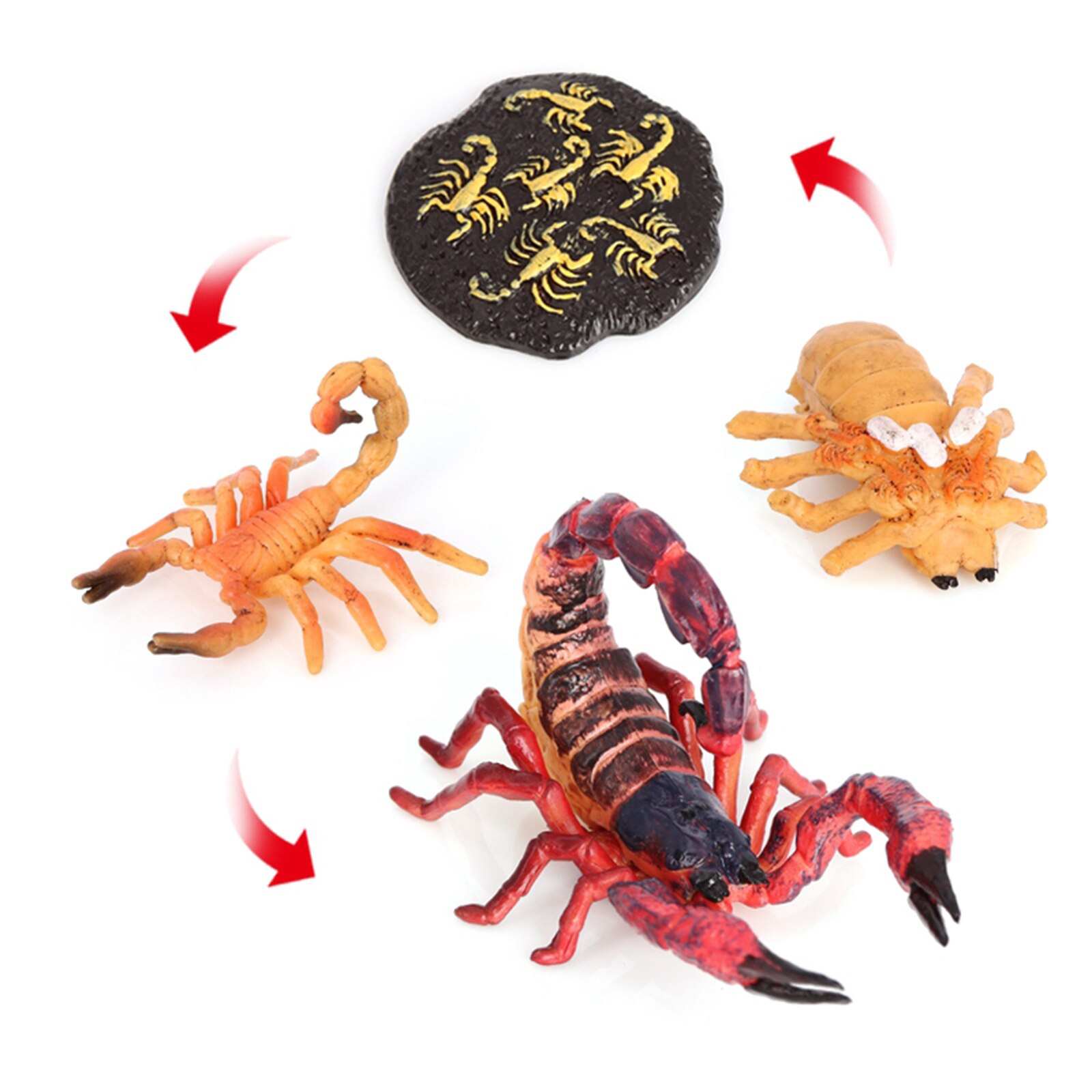 4 Stages Life Cycle of Red Scorpion Nature Insects... – Grandado