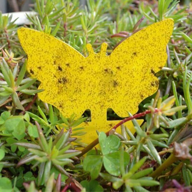 Gele Vlinder Vorm Dubbelzijdig Sticky Boord Plant ... – Grandado