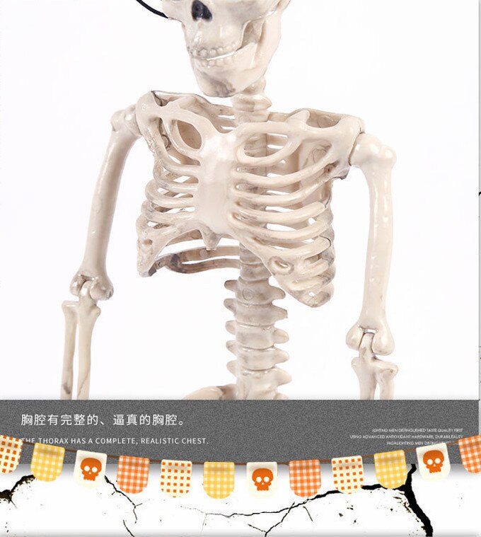 Plastic Lifelike Popular Full Life Size Human Skel... – Grandado