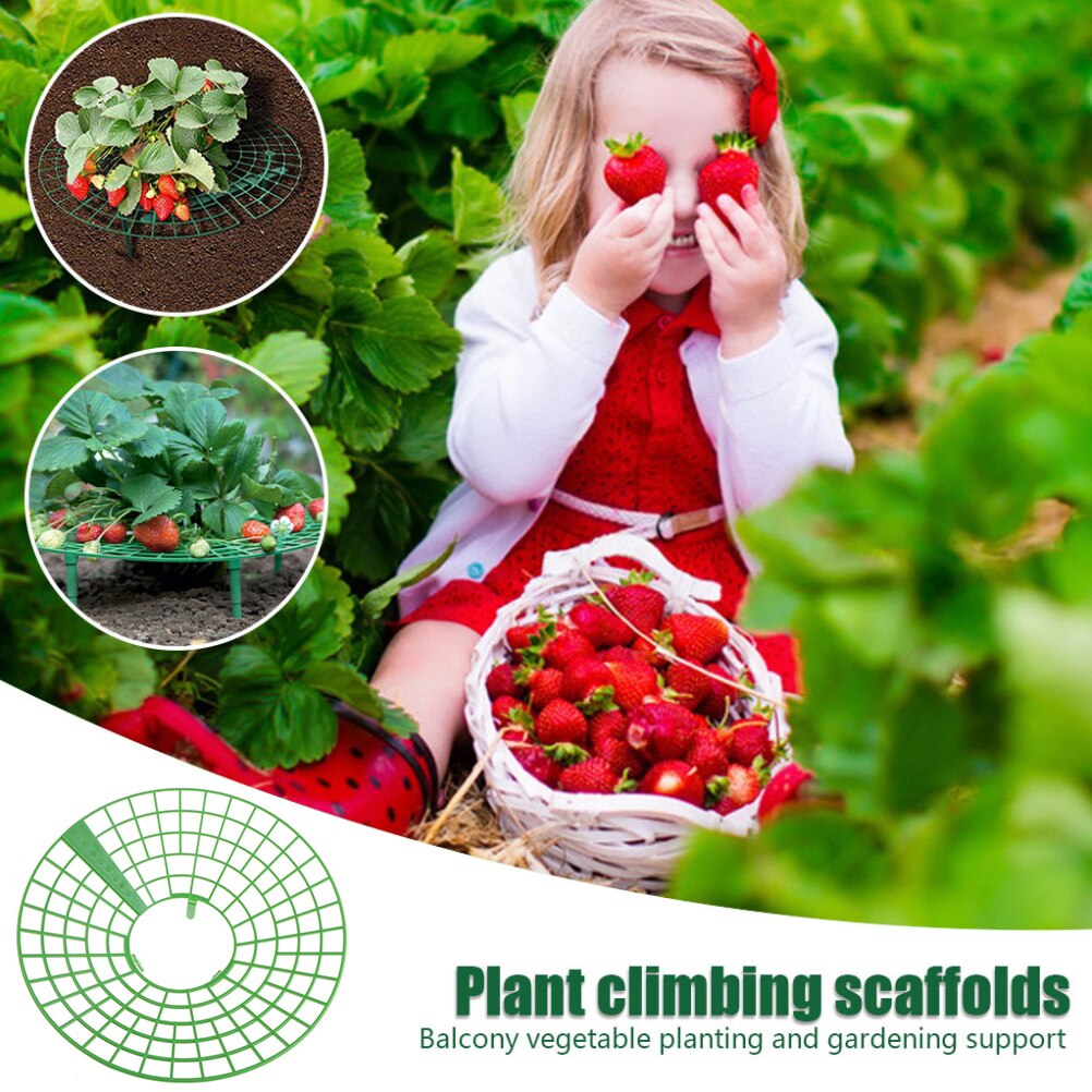 Strawberry Holder Strawberry Plant Stands to Keep ... – Grandado