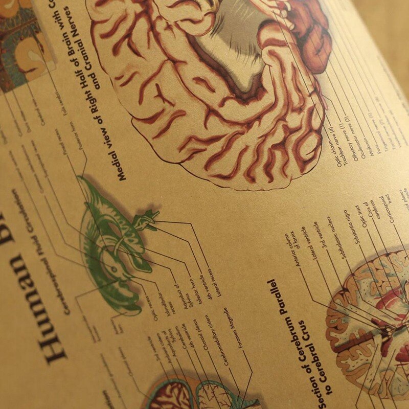 Human Body Illustration-Brain Kraft Paper Vintage ... – Vicedeal