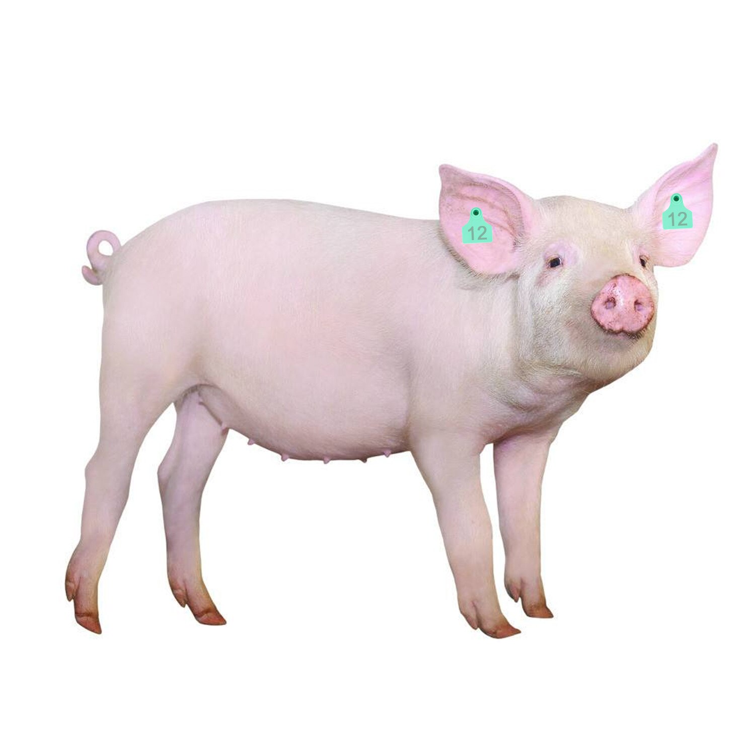 100 Set Soft TPU Animals Livestock Pig Ear Tags Id... – Grandado