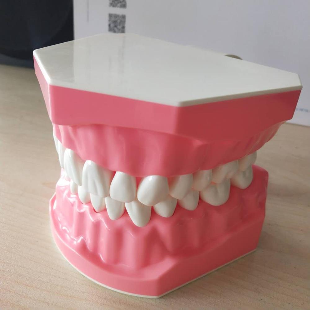 Dental Implant Model Dental Teeth Model – Ortho Implant Practice ...