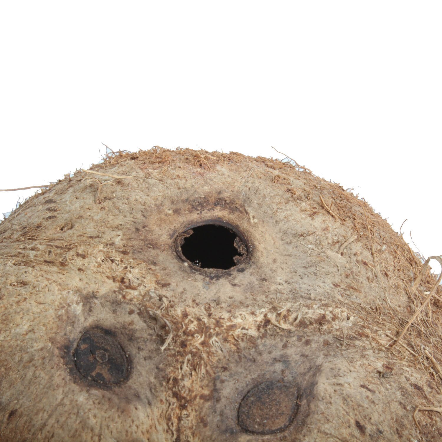 Behokic Small Vivid Reptile cave Hiding Hide Habit... – Grandado