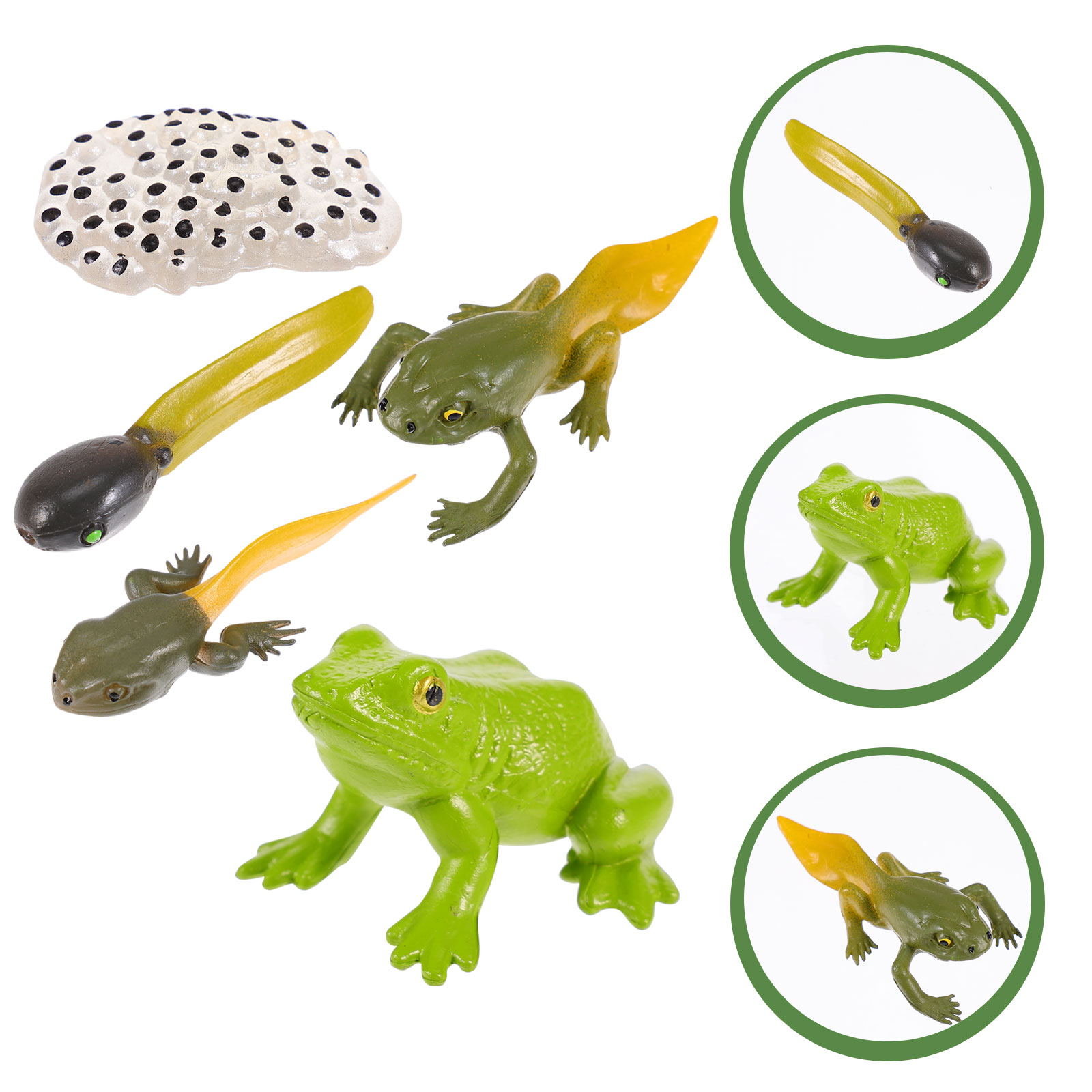 1 Set Kinderen Educatief Biologie Groei Cyclus Mod... – Vicedeal