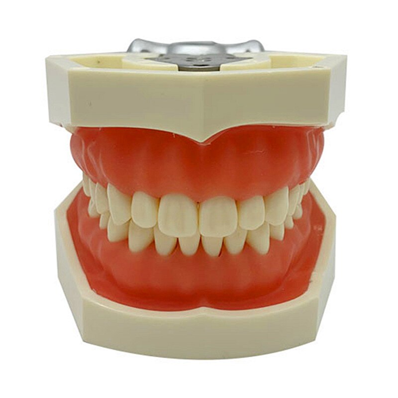 Dental Teaching Model Standard Dental Typodont Mod... – Vicedeal