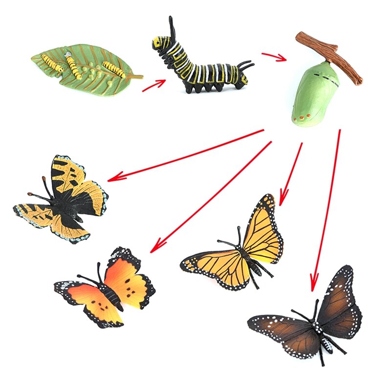 Vlinder Leven Groei Cyclus, Insect Model Groeifase... – Grandado
