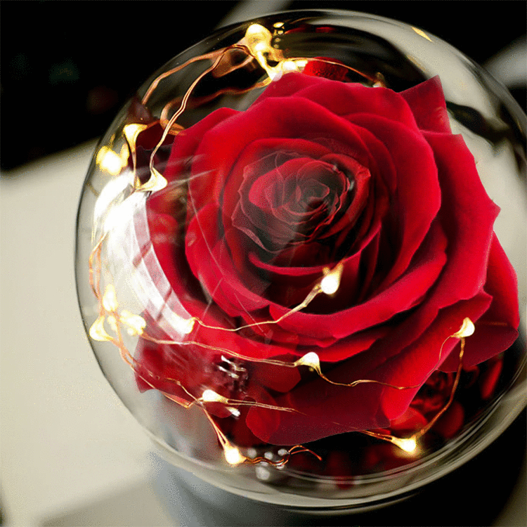 Rosa eterna con 2 modos de luz LED, flor en recipi... – Grandado