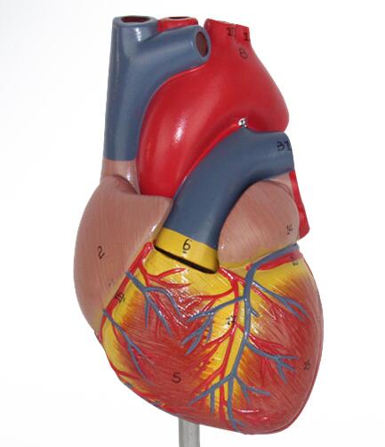 Authentieke menselijk hart anatomisch model met di... – Vicedeal