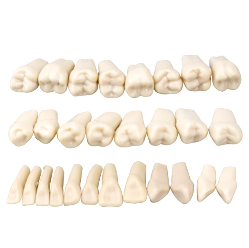 Simulation dentaire, Grain de dent, résine de bouc... – Grandado