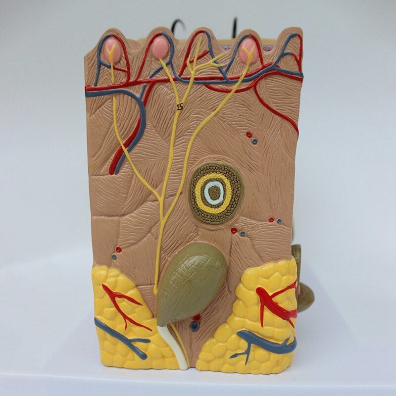 Skin Model, 35X Skin and Hair Structure Enlarge Mo... – Grandado