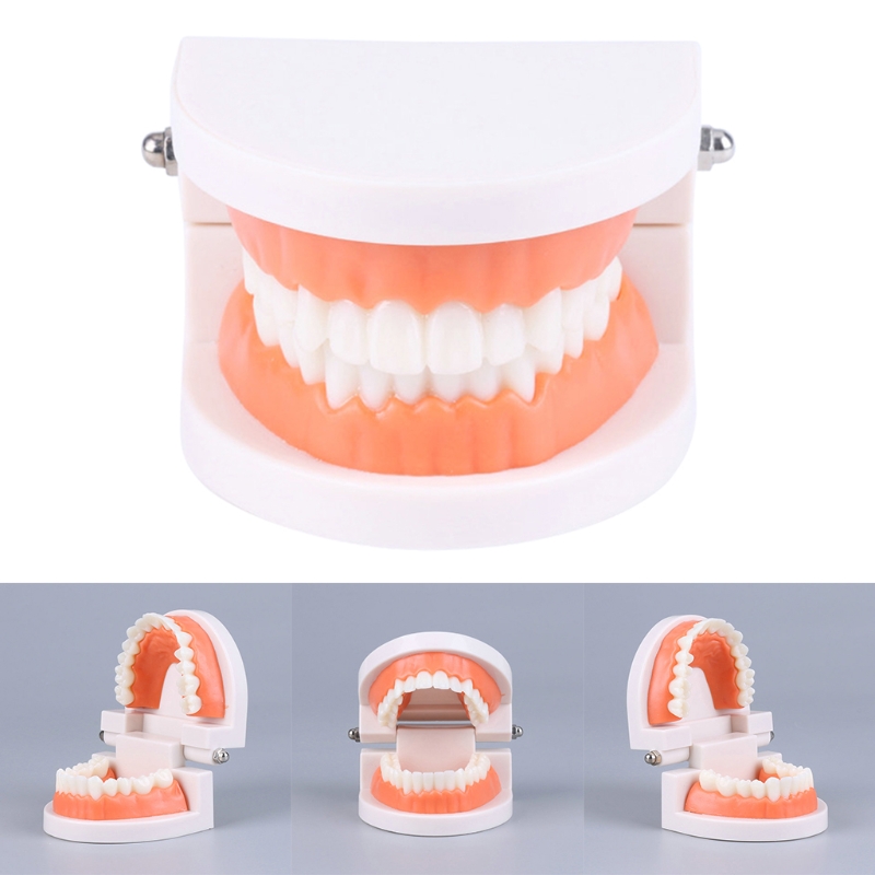 Standard Teeth Model Adult Standard Typodont Demon... – Grandado