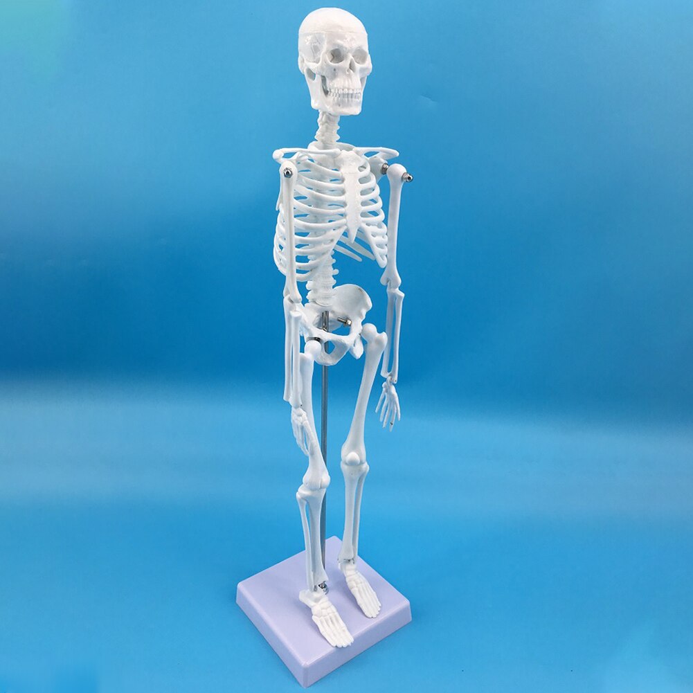 45Cm Menselijk Skelet Model Anatomisch Skelet Mode... – Vicedeal