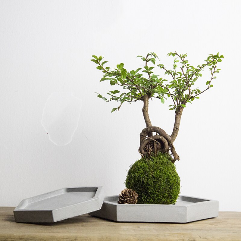 Hexagone en forme de pot de fleurs en ciment fond ... – Grandado