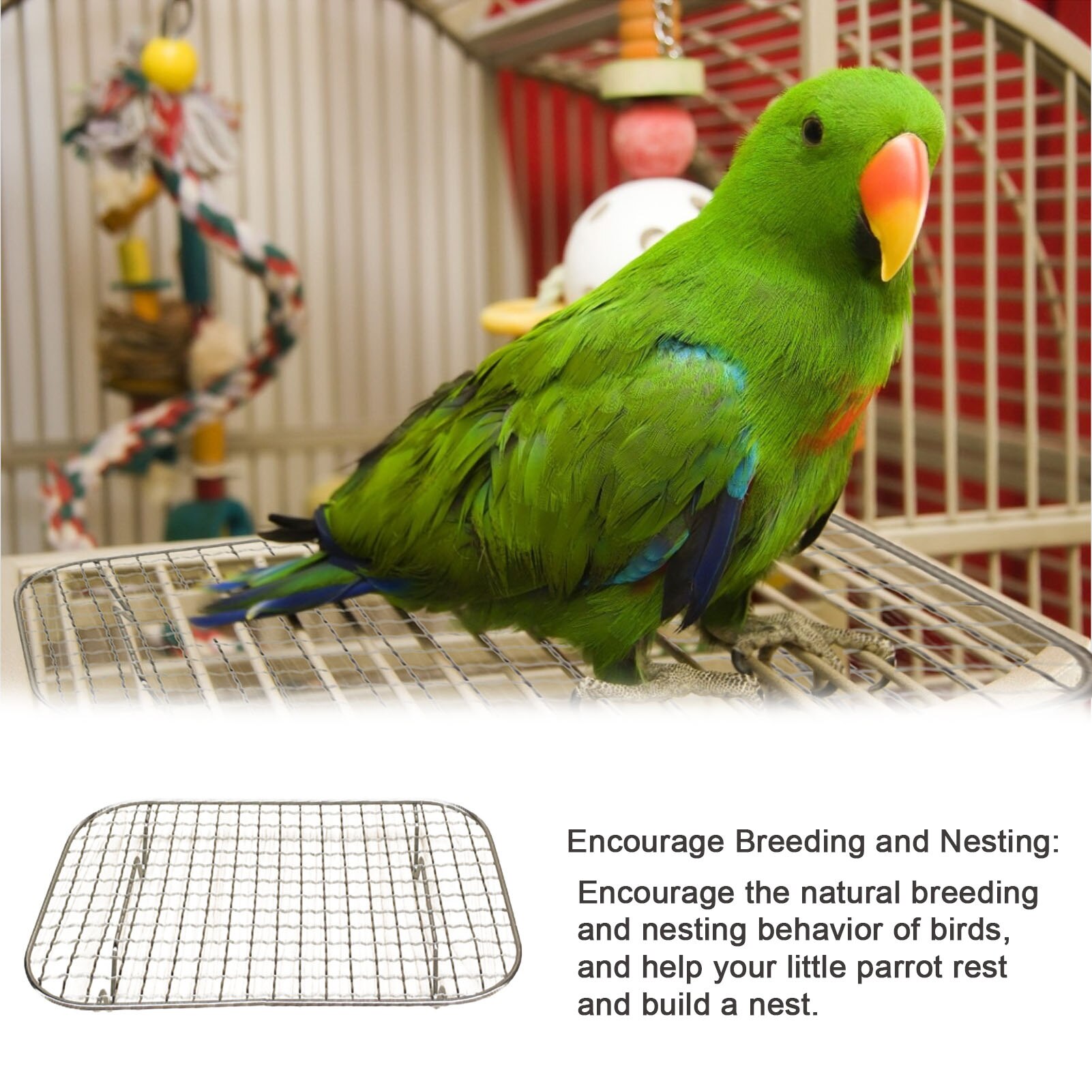 Young Bird Metal Dung Barrier Parrots Feces Isloat... – Grandado