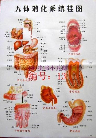 The Human Skeleton Diagram Of Meridian Acupoint Lo... – Grandado