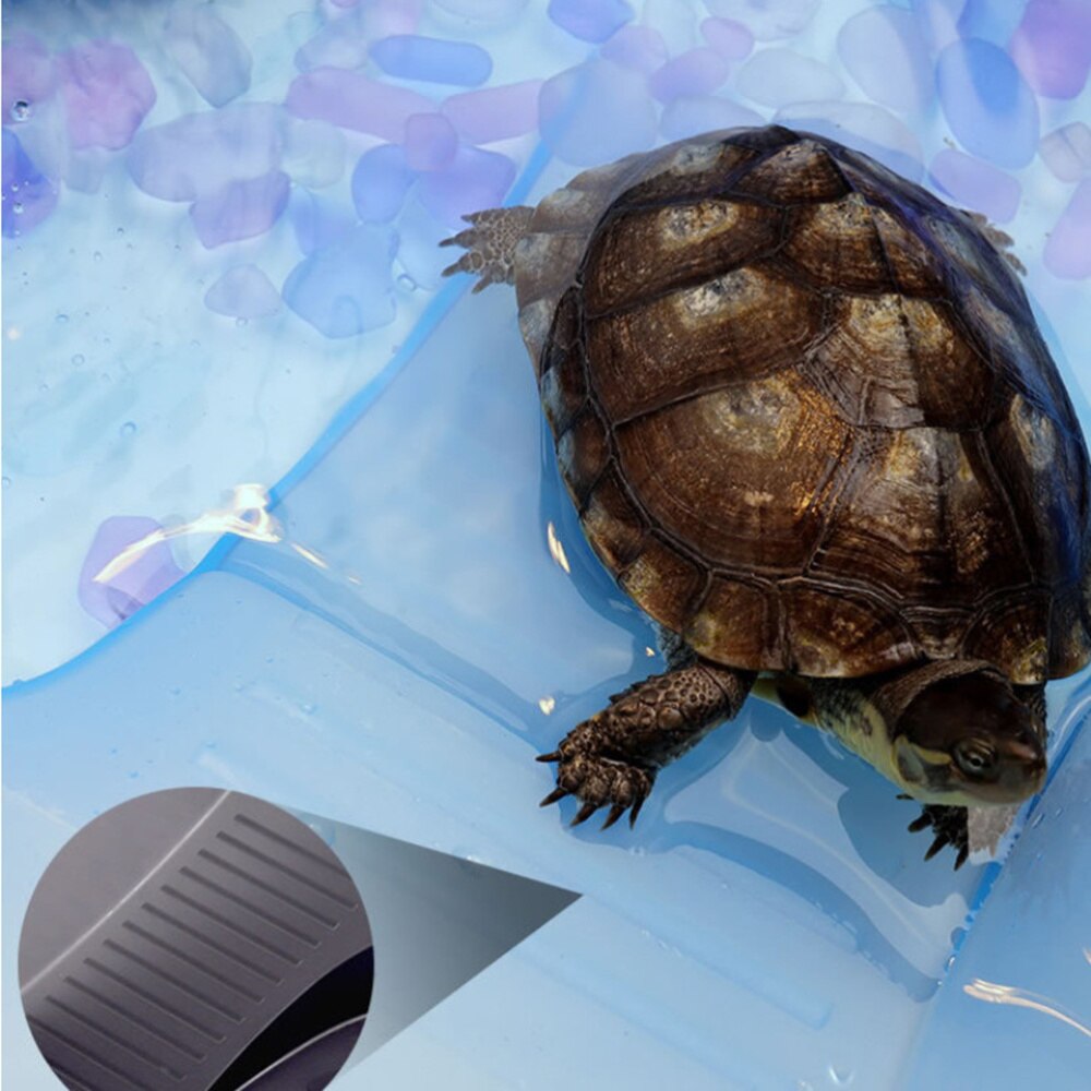 Tortuga reptil tanque hábitat reptil acuario tanqu... – Grandado