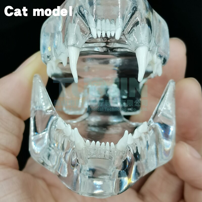 Cat Tooth Model Dog Teeth Model Canine Dentistry M... – Grandado