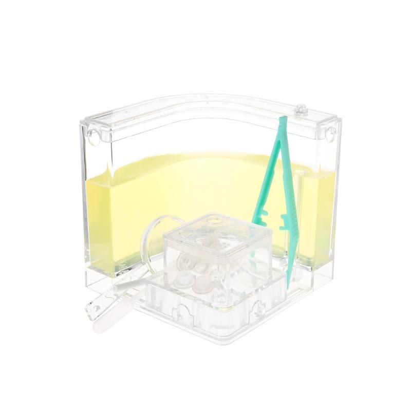 Ant Farm Gel Maze 3D Educational Nursery Live Feed... – Vicedeal