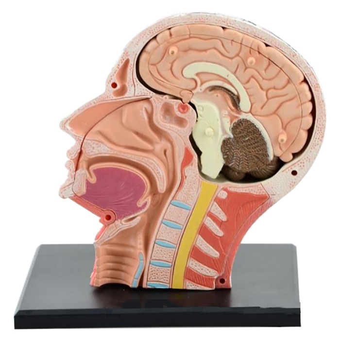 4D Gemonteerd Mensen Skelet Anatomisch Model Herse... – Vicedeal