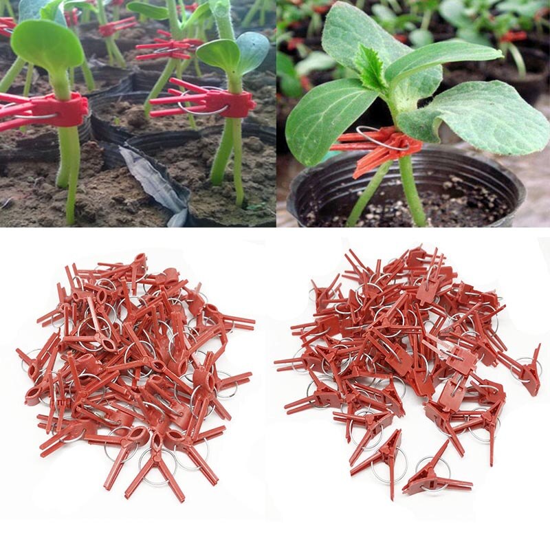 Clip de injerto de plástico con boca redonda, 50 U... – Grandado