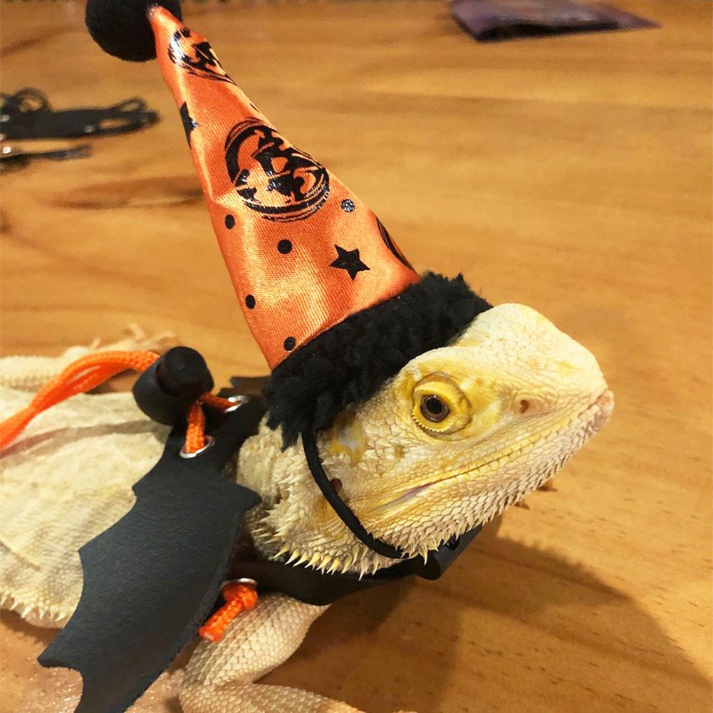 Dragon/Leguanen/Hagedis Kleine Reptiel Harnas Hage... – Grandado