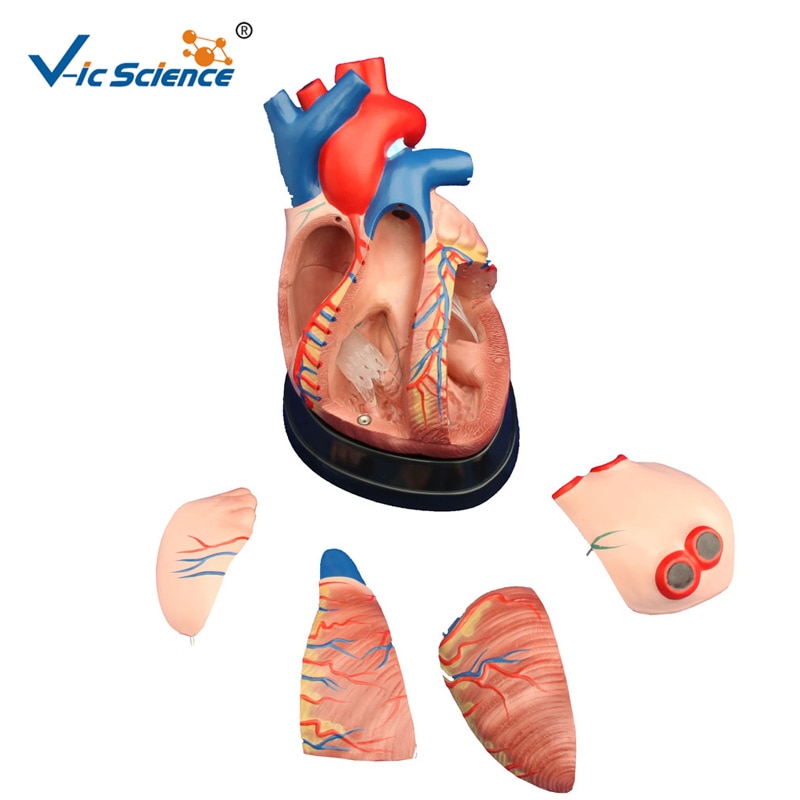 Geavanceerde PVC Stijl Midden Hart Anatomisch Plas... – Vicedeal