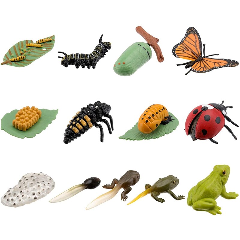 3 Sets Insect Figurines Life Cycle of Butterfly Fr... – Grandado