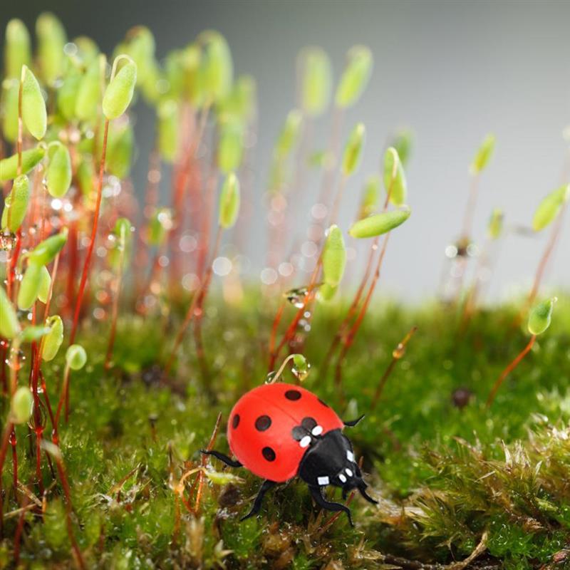 6pcs Insect Model Toy Plastic Model Reptile Insect... – Grandado