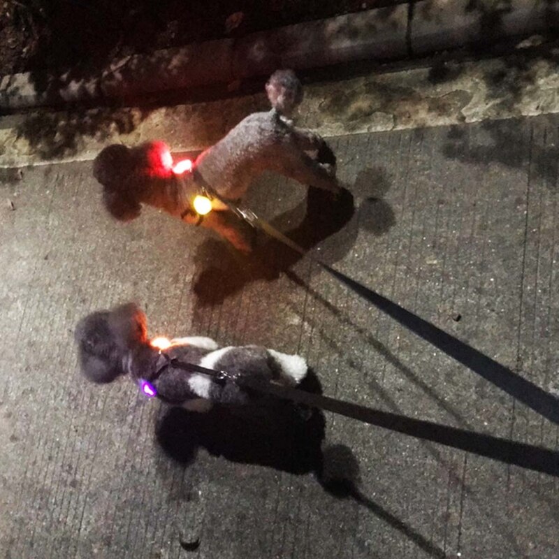 Anti-Lost LED Light Dog Collar Luminous Pendant Si... – Vicedeal