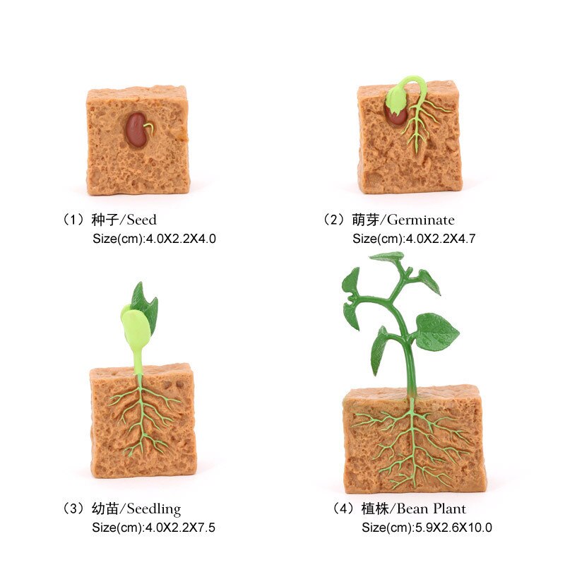 Kids Toy Green Bean Plant Growth Cycle Model Scien... – Grandado