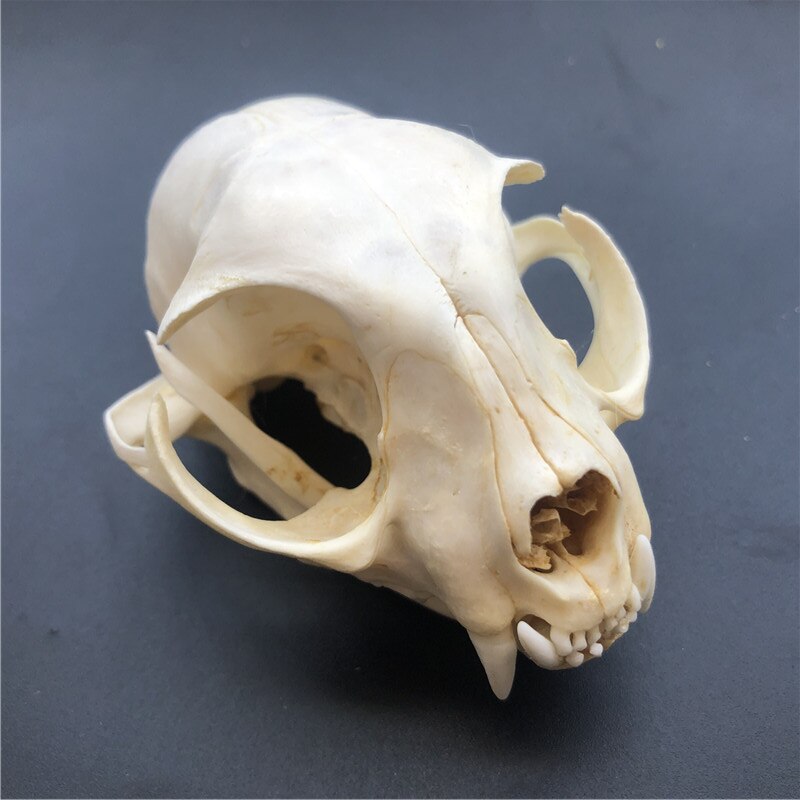 1/2/3/5/10pcs Such as pictures real Animal Skull s... – Vicedeal