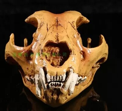 Hoge Simulatie 1:1 Hars Hond Hoofd Schedel Model – Vicedeal