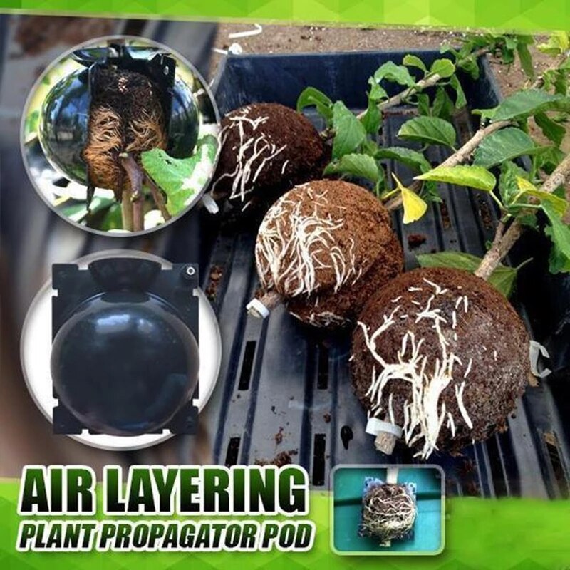 1/3pcs pianta radice palla innesto radicamento sca... – Grandado